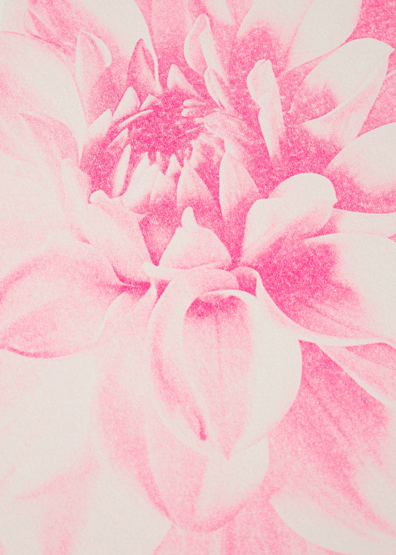 Dahlia Mono Fluoro Pink Risograph Print